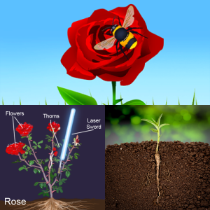 Student Lesson: Plant Structures and their Function SC.3.L.14.1 - Free ...
