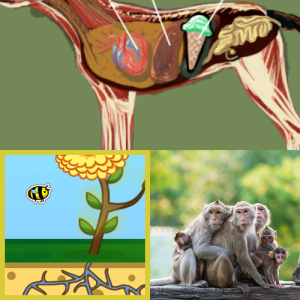 Game Based Learning: Unit 3: Organisms - Living Systems - Free Games ...