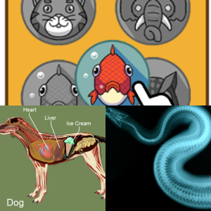 Free Lesson: Animal Structure and Function ES-LS1.A-1b - Free Games and ...