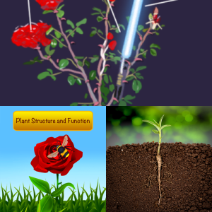 Teaching Plan: Plant Structure and Function ES-LS1.A-1a - Free ...