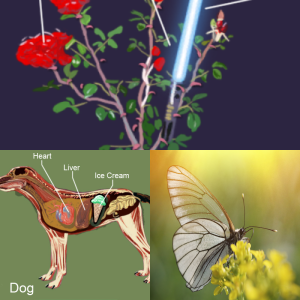 Free Educational Games: Structures of Plants vs Animals SC.5.L.14.2 ...