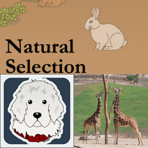 Free Homework Prep: Natural Selection and Selective Breeding 7.11C ...