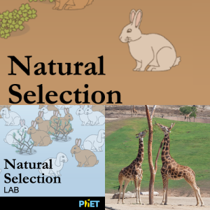Worksheet: Natural Selection MS-LS4.B-1 - Free Games, Simulations, and ...