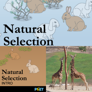 Game Based Learning: Natural Selection - Free Games, Simulations, and ...