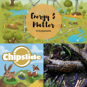 Practice: Cycles of Matter and Energy Transfer in Ecosystems ES-LS2.B-1 ...