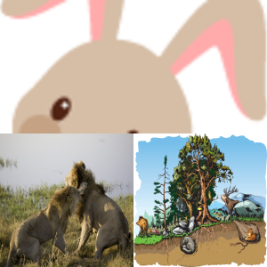 Free Lesson: Ecosystem Organization 6.12F - Free Educational Games ...