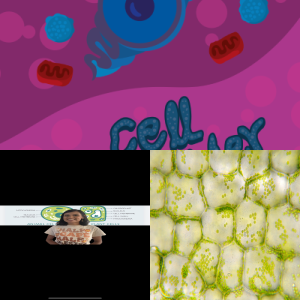 Practice: Parts of the Cell - Plants vs. Animals MS-LS1.A-2b - Free ...