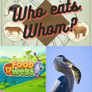 Lesson: Food Webs - Free Games, Assessments, and Videos - Legends of ...