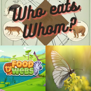 Worksheet: Producers, Consumers, & Decomposers - Free Games ...