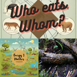 Free Lesson: Cycles of Matter and Energy Transfer in Ecosystems 5.LS2.1 ...