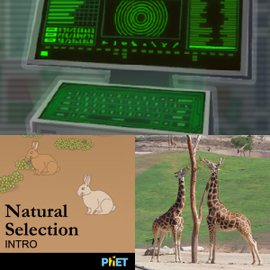 Practice: Natural Selection and Selective Breeding 7.11C - Free Games ...