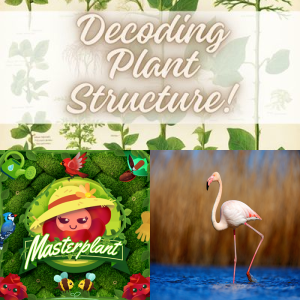 Student Lesson: Internal And External Structures and Functions (Plants ...