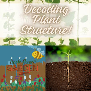 Game Based Learning: Plant Structures and their Function - Free Games ...
