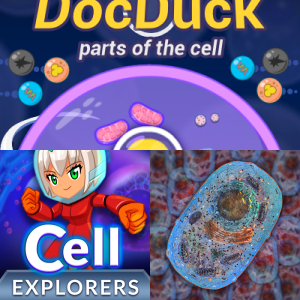 Student Lesson: Prokaryotic and Eukaryotic Cells 6.12B - Free Games and ...