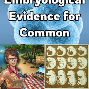 Free Lesson: Embryological Evidence for Common Ancestry MS-LS4.A-3 ...