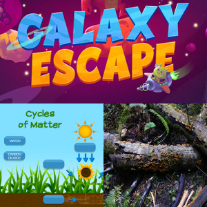 Practice: Cycles of Matter and Energy Transfer in Ecosystems 5-LS2.B-1 ...