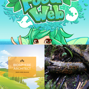 Worksheet: Cycles of Matter and Energy Transfer in Ecosystems ES-LS2.B ...