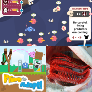Practice: Natural Selection and Selective Breeding 7.11C - Free Games ...