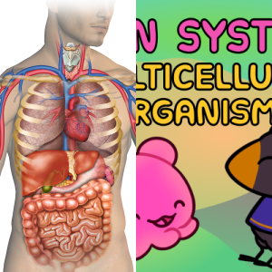 Student Lesson: #3: LOL: PRE-TEST: Multicellular Organisms and their ...