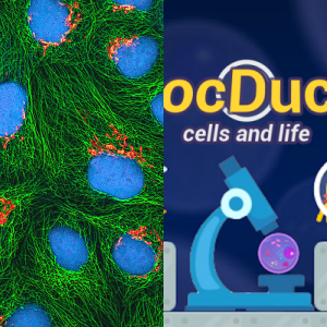 Free Homework Prep: Unicellular and Multicellular Organisms LS.3b ...