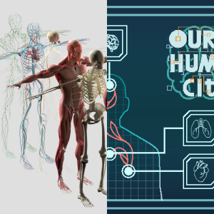 Worksheet: Functions and Interactions of Humans' Body Systems SC.6.L.14 ...