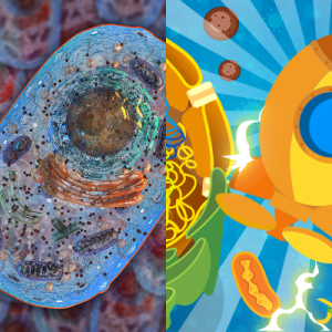 Lesson: Prokaryotic and Eukaryotic Cells 6.12B - Free Games and ...