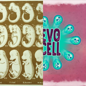 Free Educational Games: Embryological Evidence for Common Ancestry MS ...