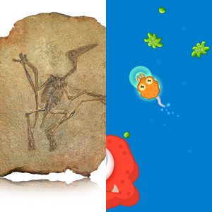 Teaching Plan: Reconstructing Evolutionary History Using Fossils MS-LS4 ...