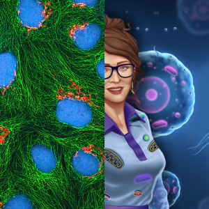 Worksheet: Cell Comparison Across Kingdoms 7.LS1.2 - Free Games and ...