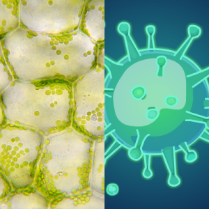 Free Lesson: Cells 6.LS.1 - Free Games and Assessments - Legends of ...