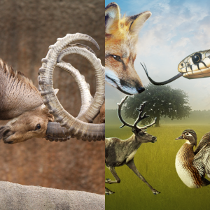 For Class: Animal Reproduction Strategies 7-LS1.B-1 - Free Games and ...