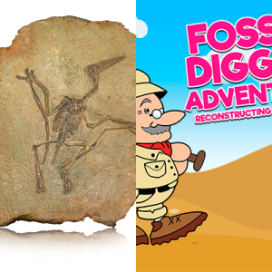 Teaching Plan: Reconstructing Evolutionary History Using Fossils MS-LS4 ...