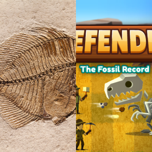 For Class: Reconstructing Life's History Using Fossils S7L5.c - Free ...