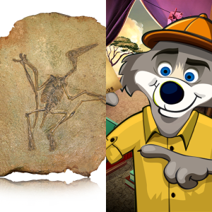Student Lesson: Fossil Evidence and Evolution SC.7.L.15.1 - Free Games ...