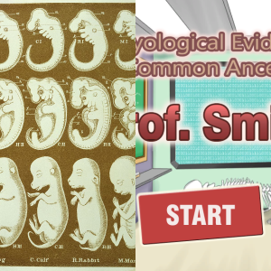 Free Educational Games: Embryological Evidence for Common Ancestry MS ...