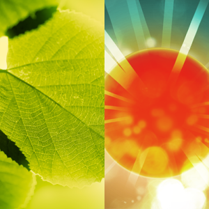 Practice: Photosynthesis MS-LS1.C-1 - Free Games and Assessments ...