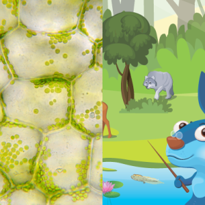 Student Lesson: Levels of Organization: Cells to Organisms S7L2.b ...