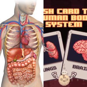 Free Lesson: 12. Modeling: The Circulation Game - Free Games and ...