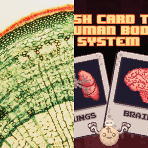 Lesson: Levels of Organization from Cell to Organism 3.1.7.A6 - Free ...