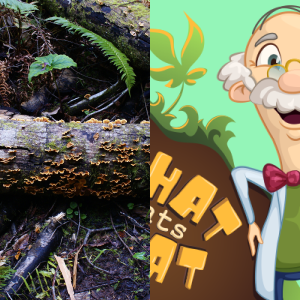 Teaching Plan: Cycles of Matter and Energy Transfer in Ecosystems 4.LS2 ...