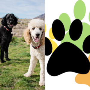 Practice: Artificial Selection 8.LS4.5 - Free Games and Assessments ...