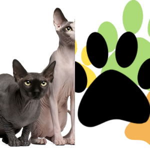 Teaching Plan: Artificial Selection via Selective Breeding S7L3.c ...