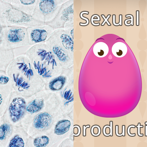 Game Based Learning: Mitosis vs. Meiosis 7.LS3.2 - Free Games and ...