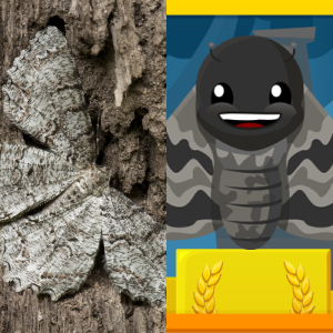 Teaching Plan: Adapt or Die Game - Free Games and Assessments - Legends ...