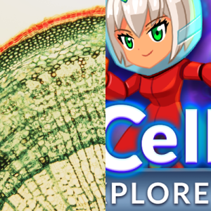 Lesson: PARTS OF CELLS AND FUNCTIONS - Free Games and Assessments ...