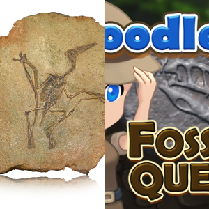 Student Lesson: Relating Fossils And Modern Organisms 4.LS.2 - Free ...