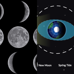 Free Lesson: Phases of the Moon and Tide Cycles 4.6c - Free Games and ...