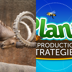 Lesson: Plant and Animal Reproduction Strategies 7.10 - Free Games and ...