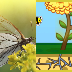 Lesson: Structures and Functions of Plants and Animals 3.10a - Free ...