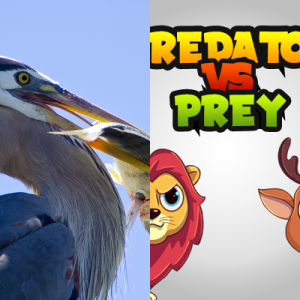 Student Lesson: Predator Vs. Prey - Free Educational Games - Legends of ...